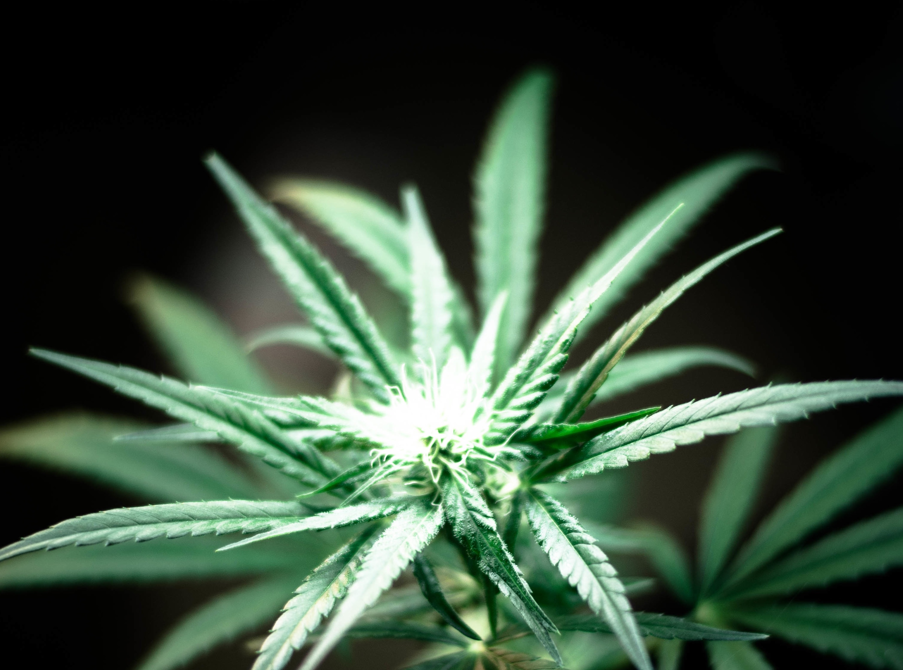 Weed Meaning In Hindi And Pictures Best Design Idea